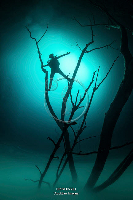 A diver dances among the branches of an ancient tree at the bottom of ...