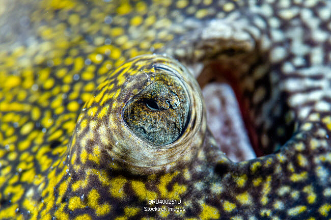 Close-up of the eye of a spotted stingray. | Stocktrek Images
