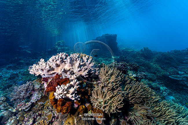 Reef scene in Halmahera, Indonesia. | Stocktrek Images