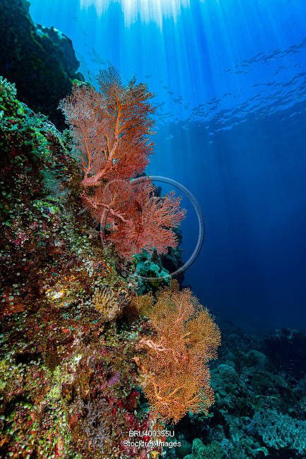 Reef scene in Halmahera, Indonesia. | Stocktrek Images
