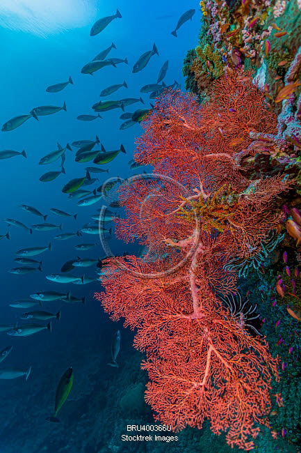 Reef scene in Halmahera, Indonesia. | Stocktrek Images