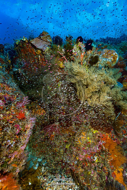 Reef scene in Halmahera, Indonesia. | Stocktrek Images