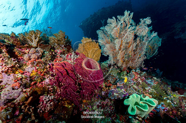 Reef scene in Halmahera, Indonesia. | Stocktrek Images