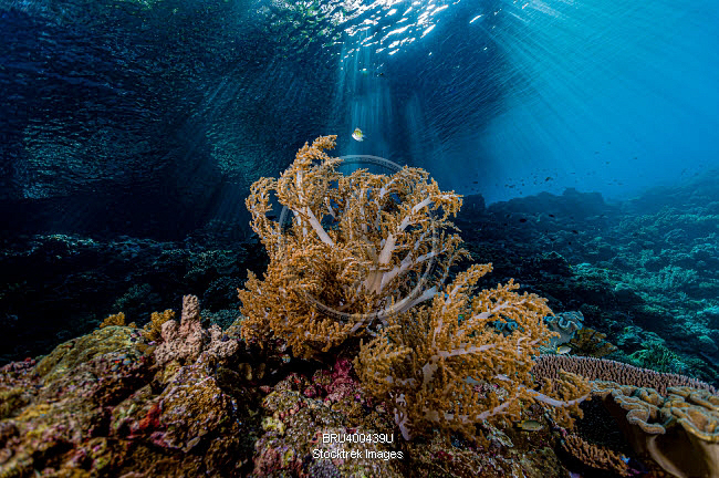 Reef scene in Halmahera, Indonesia. | Stocktrek Images