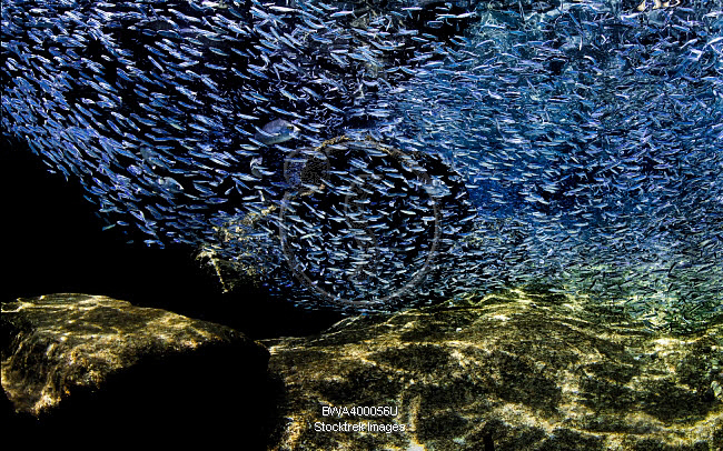 Schooling sardines (Sardina pilchardus) under the jetty in Bonaire ...