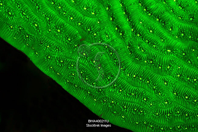 Bright green fluorescent whitestar sheet coral (Agaricia lamarcki ...