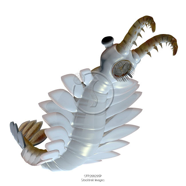 Anomalocaris from the Cambrian period of the Paleozoic Era. | Stocktrek ...