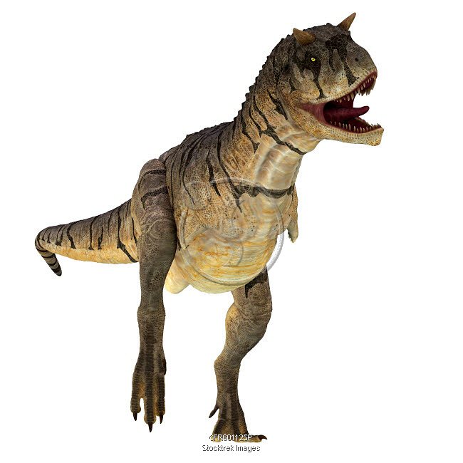 Carnotaurus dinosaur, front view. | Stocktrek Images