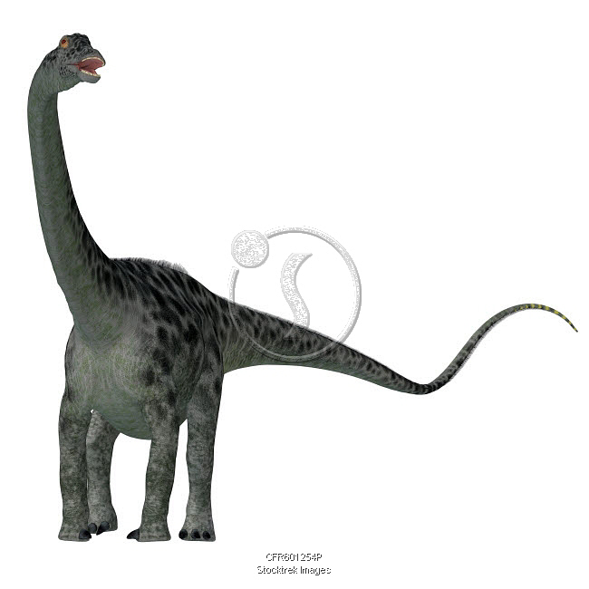 Diplodocus dinosaur, white background. | Stocktrek Images