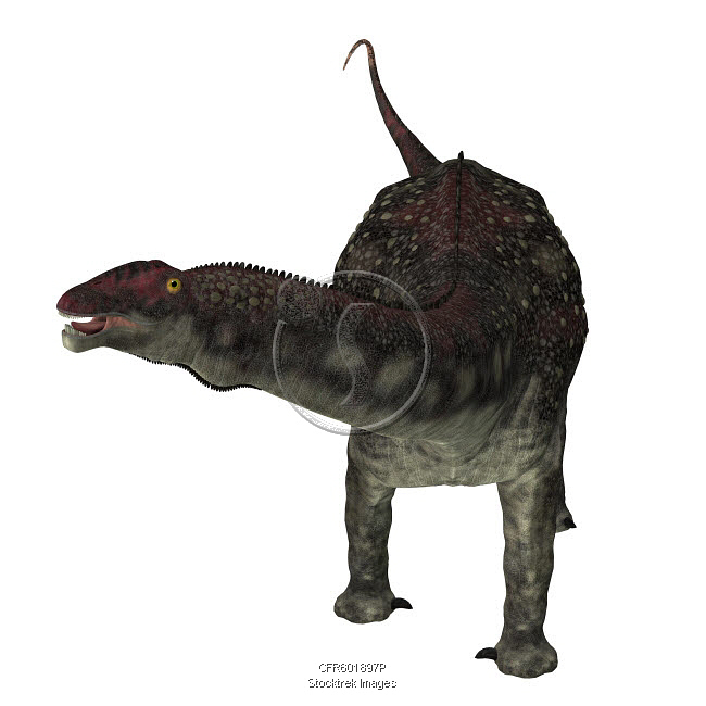 Diamantinasaurus dinosaur, front view on white background. | Stocktrek ...