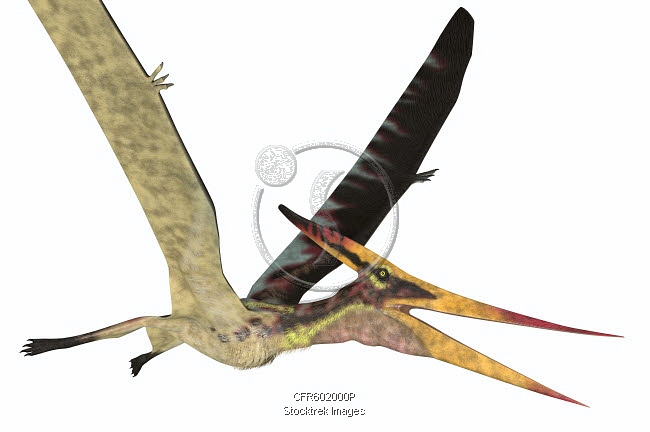 Pteranodon flying reptile with wings up, side view on white background ...