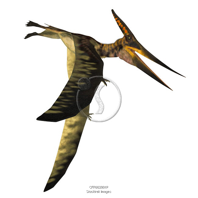 Pteranodon flying reptile with wings down, side view on white ...