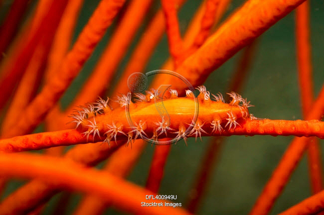 Allied partner cowry, Aclyvolva lanceolata, on whip coral, Philippines ...