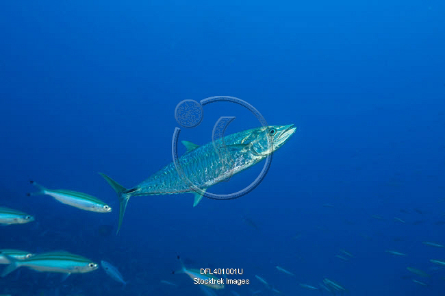 A narrow-barred Spanish mackerel, Scomberomorus commerson, Fiji ...