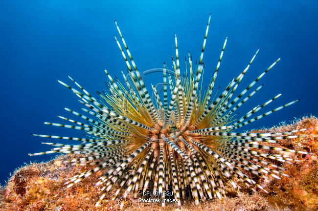 A young banded sea urchin, Echinothrix calamaris, Hawaii. | Stocktrek ...