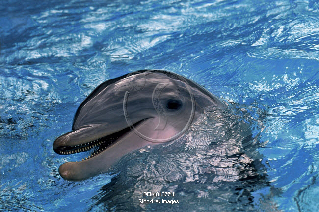 An Atlantic bottlenose dolphin, Tursiops truncatus, peaks its head ...