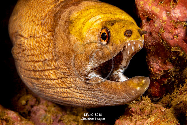 Close-up look at the mouth of a yellow-headed moray eel, Gymnothorax ...