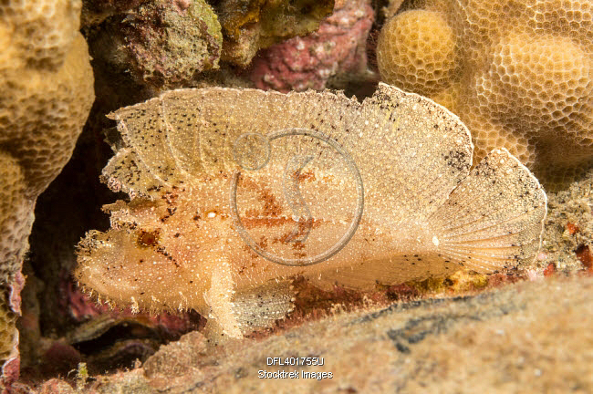 A leaf scorpionfish,Taenianotus triacanthus, Hawaii. | Stocktrek Images