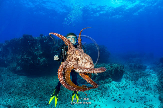 This day octopus, Octopus cyanea, keeps a close eye on the diver ...