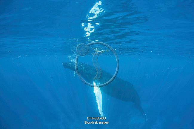 A humpback whale swimming just under the surface of the Caribbean Sea ...