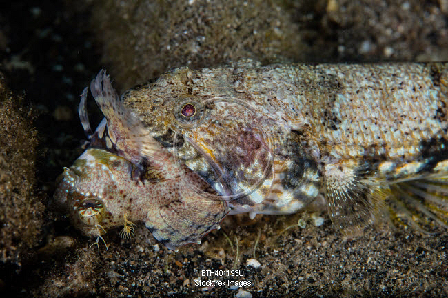 A lizardfish feeds on a large blenny on the seafloor. | Stocktrek Images
