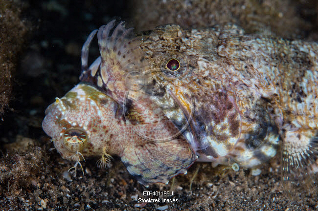 A lizardfish feeds on a large blenny on the seafloor. | Stocktrek Images