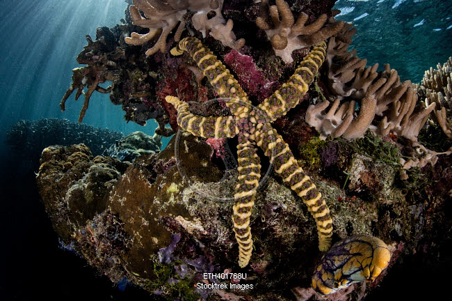 A warty sea star clings to a coral reef in Raja Ampat, Indonesia ...