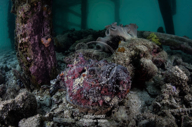 Stonefish Camouflage