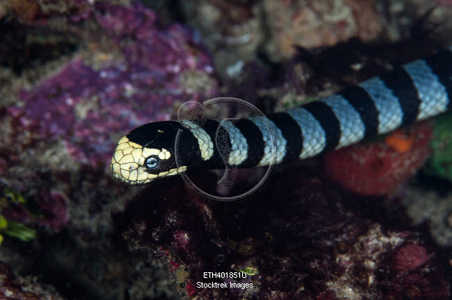 Banded Sea Snake