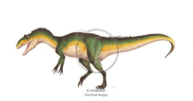 Allosaurus dinosaur, side view on white background. | Stocktrek Images