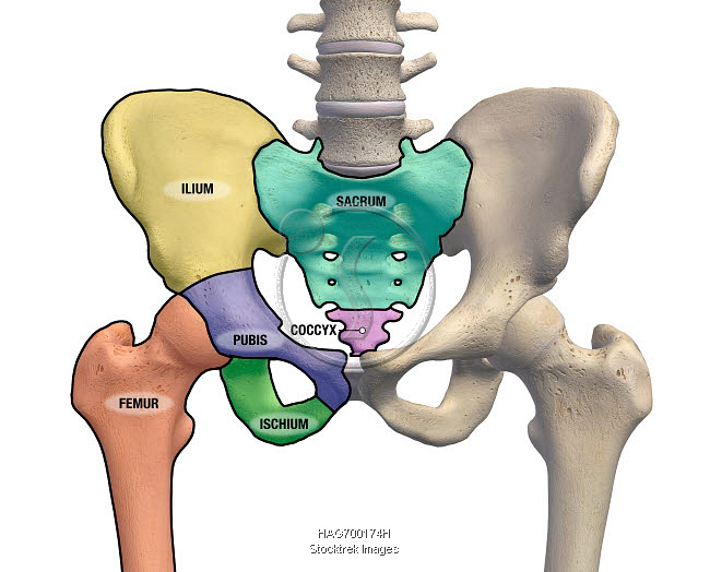 Pelvis Bones