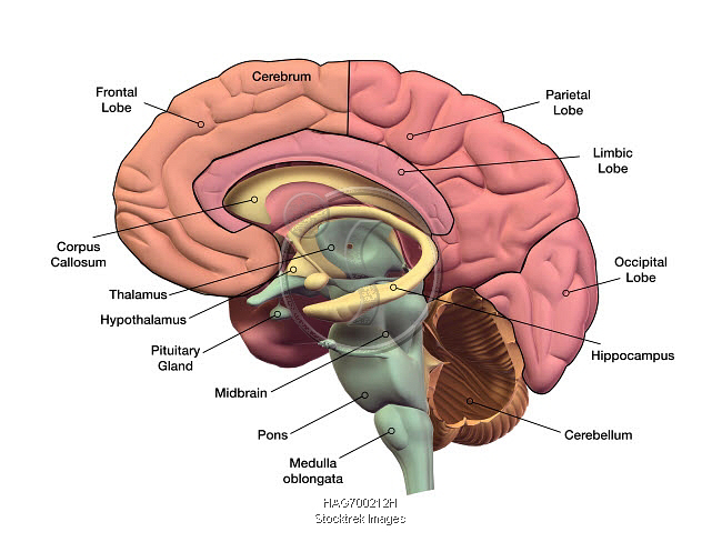 Sagital section of the human brain with regions and labels. | Stocktrek ...
