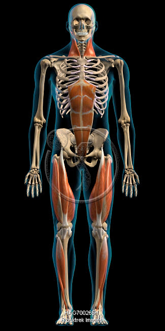 Male superficial network of muscles on white background, frontal view ...