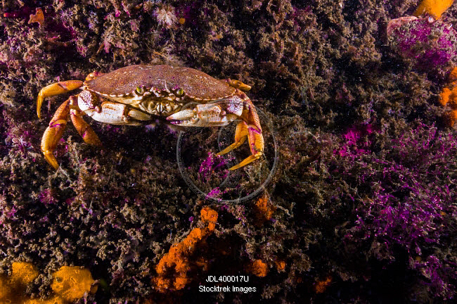Atlantic rock crab, Maine. | Stocktrek Images