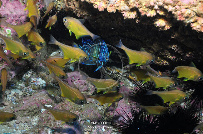 Angelfish and cardinalfish under a rocky ledge. | Stocktrek Images