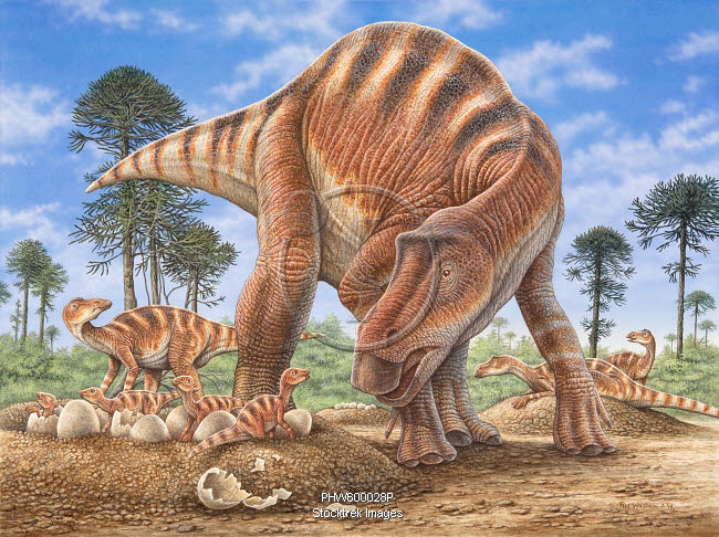 Maiasaura caring for its young in their nest. | Stocktrek Images