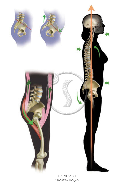 Position of pelvis in proper posture and the affect of dorsal and ...