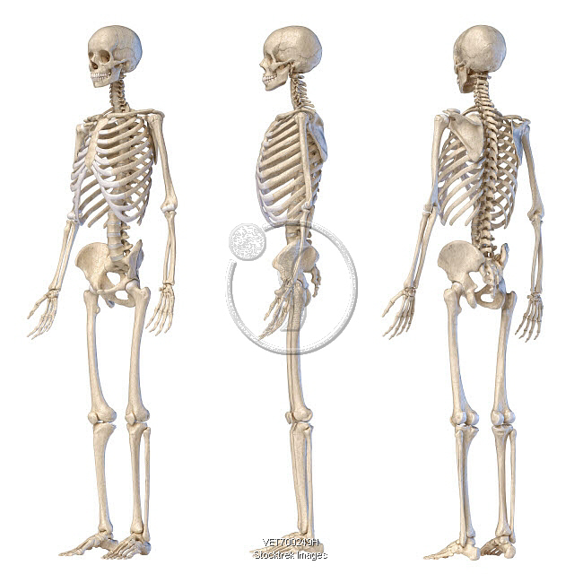 Three angles of full body male skeleton on white background ...