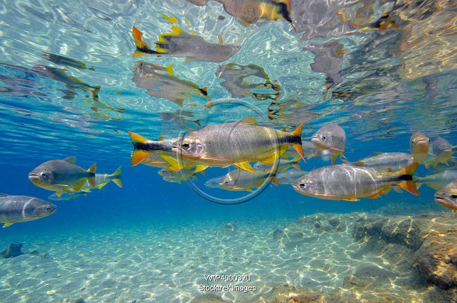 Characin fish, Brazil | Stocktrek Images
