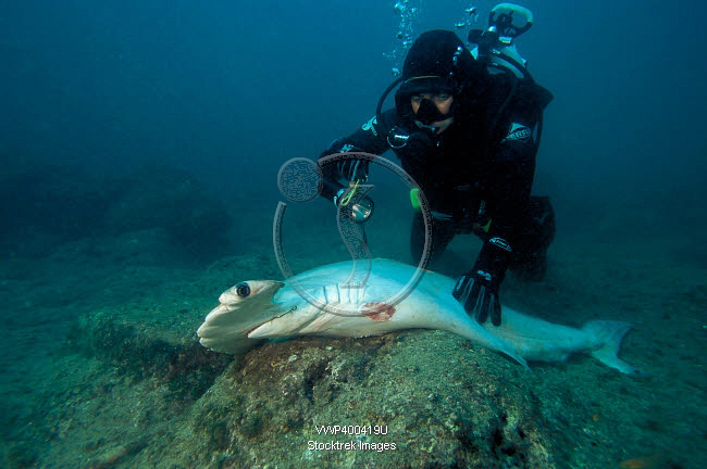 A scalloped hammerhead shark is finned in the waters off Mexico ...
