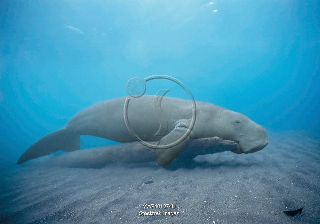 Dugong rubbing and scraping off parasites on sunken coconut tree log ...