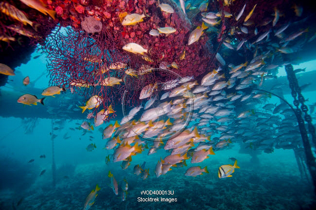 Schools of Gray Snapper, Yellowtail Snapper and Bluestripe Grunt fish ...